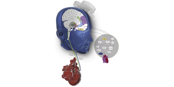 Neuro-Cardiac-Guided Transcranial Magnetic Stimulation